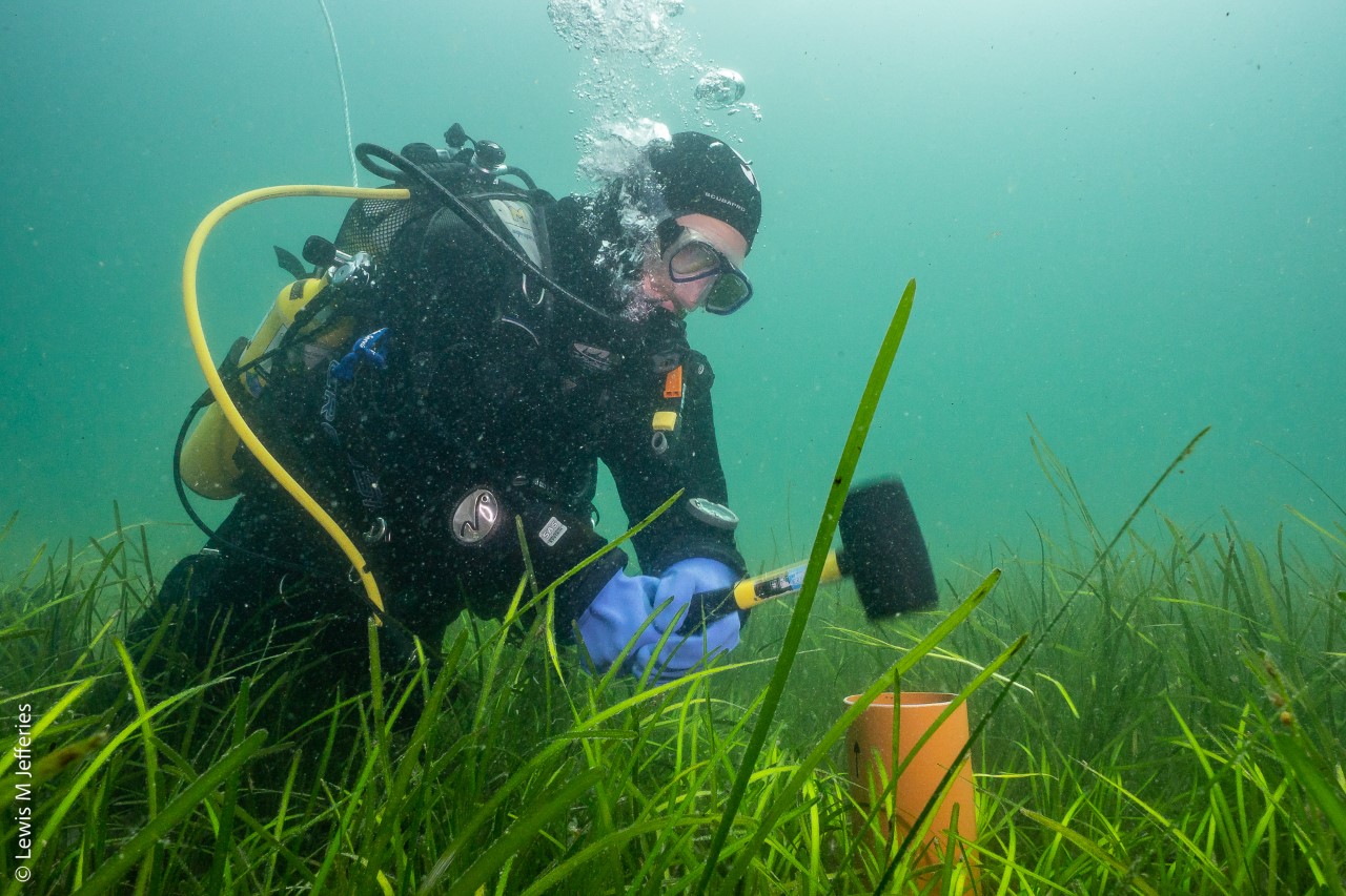 Planting The Seeds For Uk Seagrass Restoration Social Sciences Division