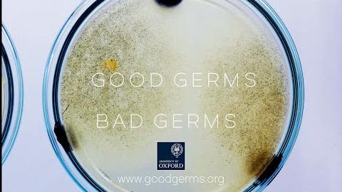 Good Germs, Bad Germs | Social Sciences Division