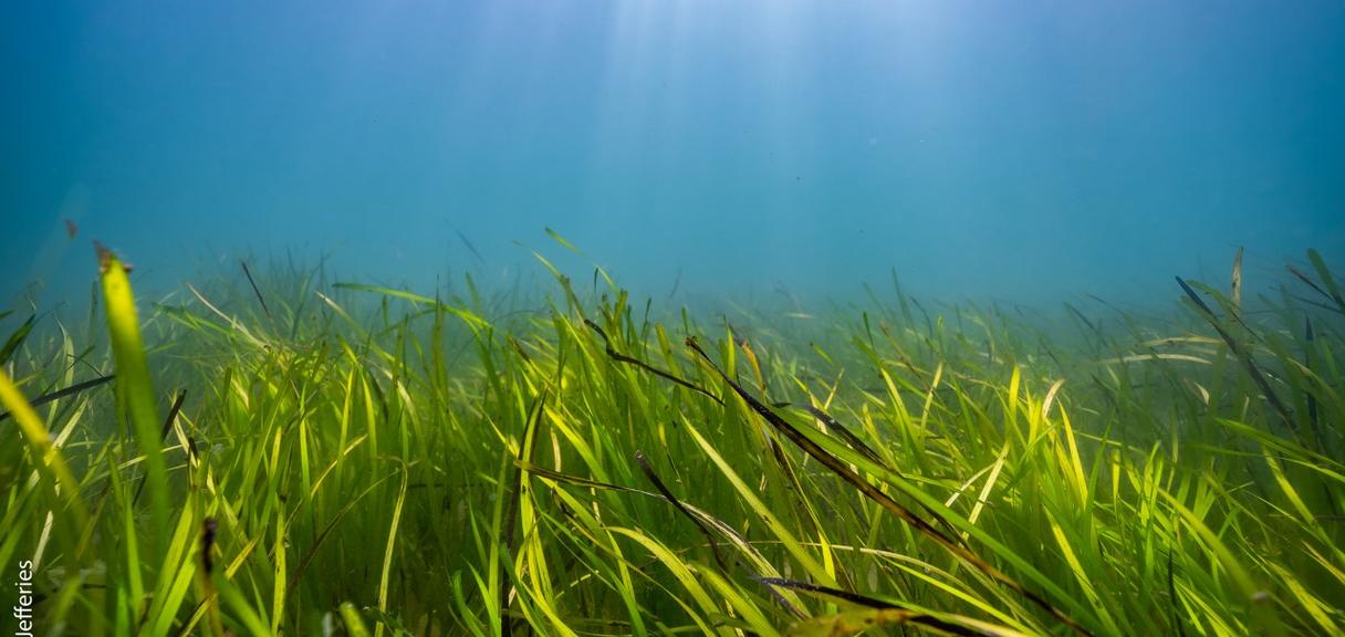 Planting The Seeds For Uk Seagrass Restoration Social Sciences Division