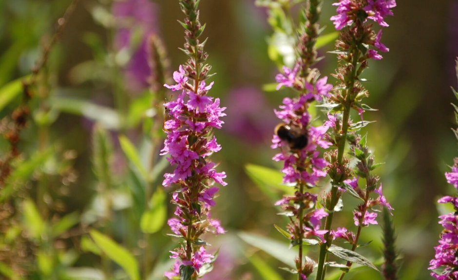 Mapping the value of nature for people | Social Sciences Division